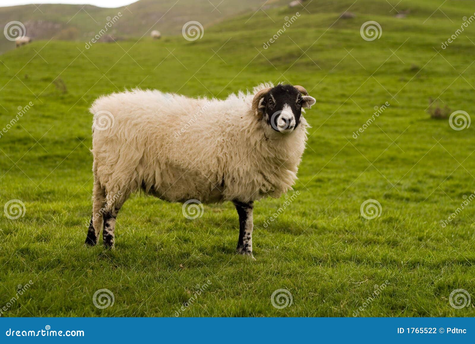 Yorkshire Dales Sheep stock photo. Image of countryside - 1765522