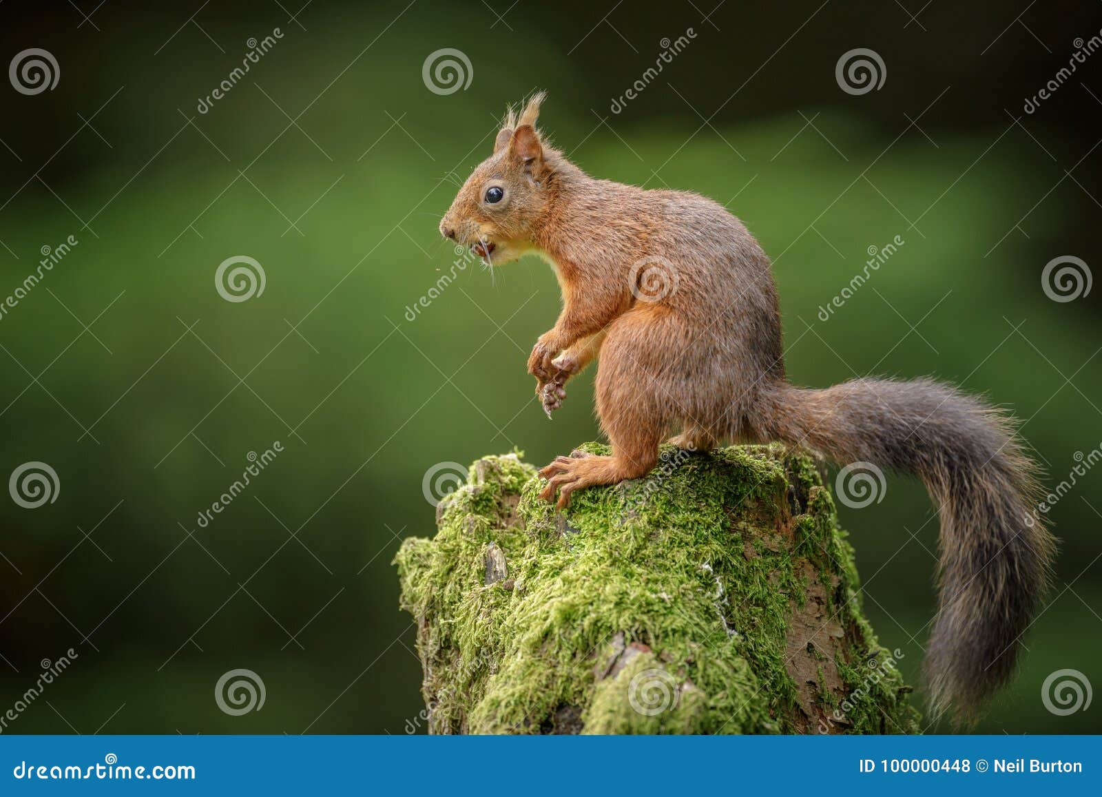 Red squirrel posing stock photo. Image of squirrel, britain - 100000448