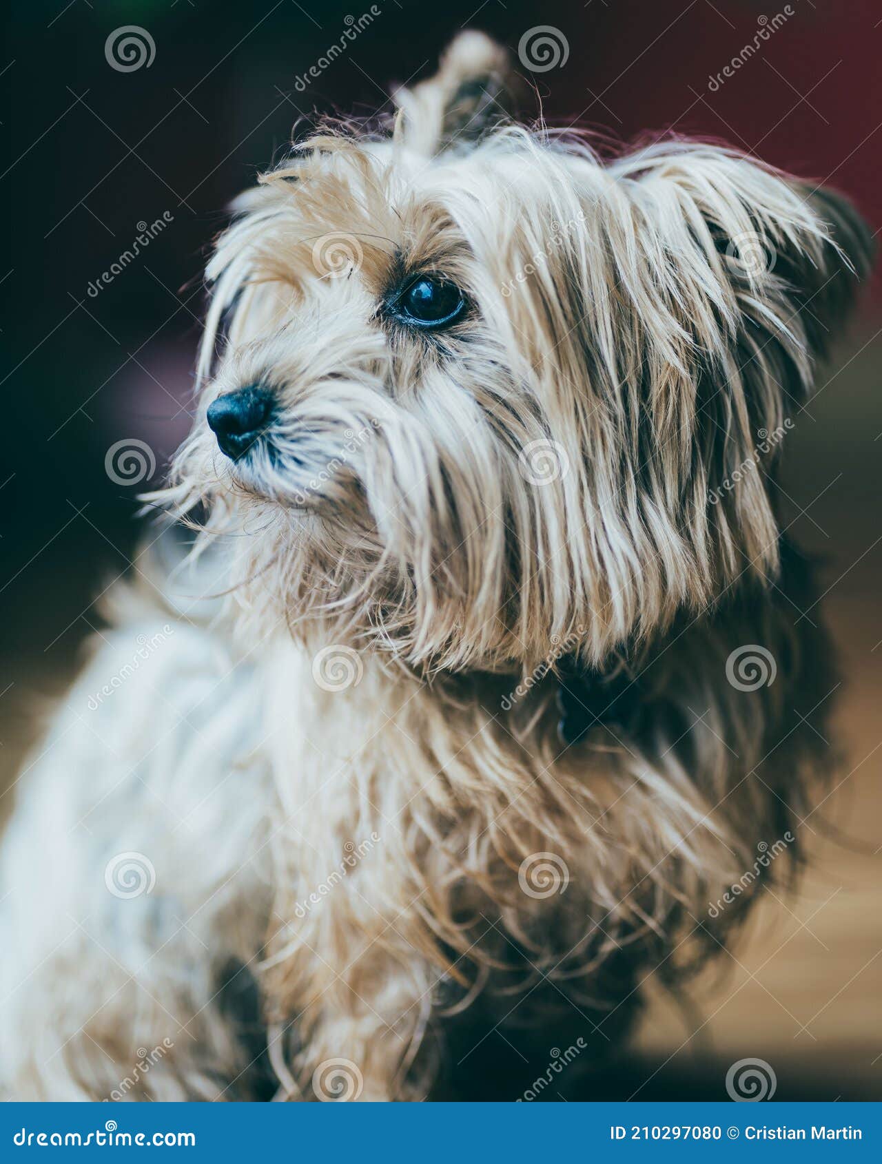 A Yorkshire Dog Looking Left Stock Photo - Image of purebred, portrait ...