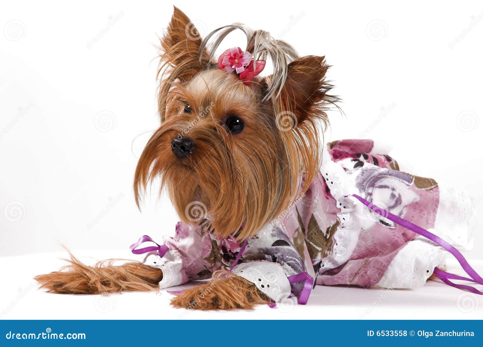 Yorkshire in a dress stock photo. Image of dress, little - 6533558