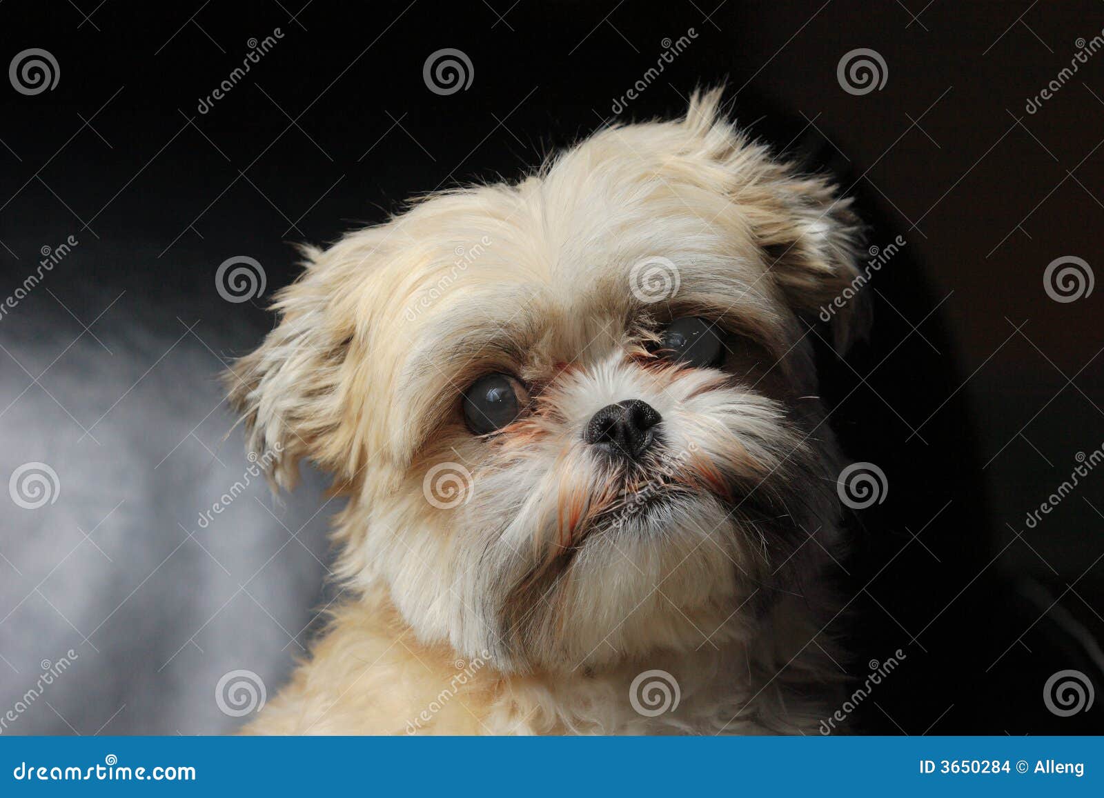 Yorkshire Maltese Dog Portrait Stock Photo - Image of animal, yorktese ...