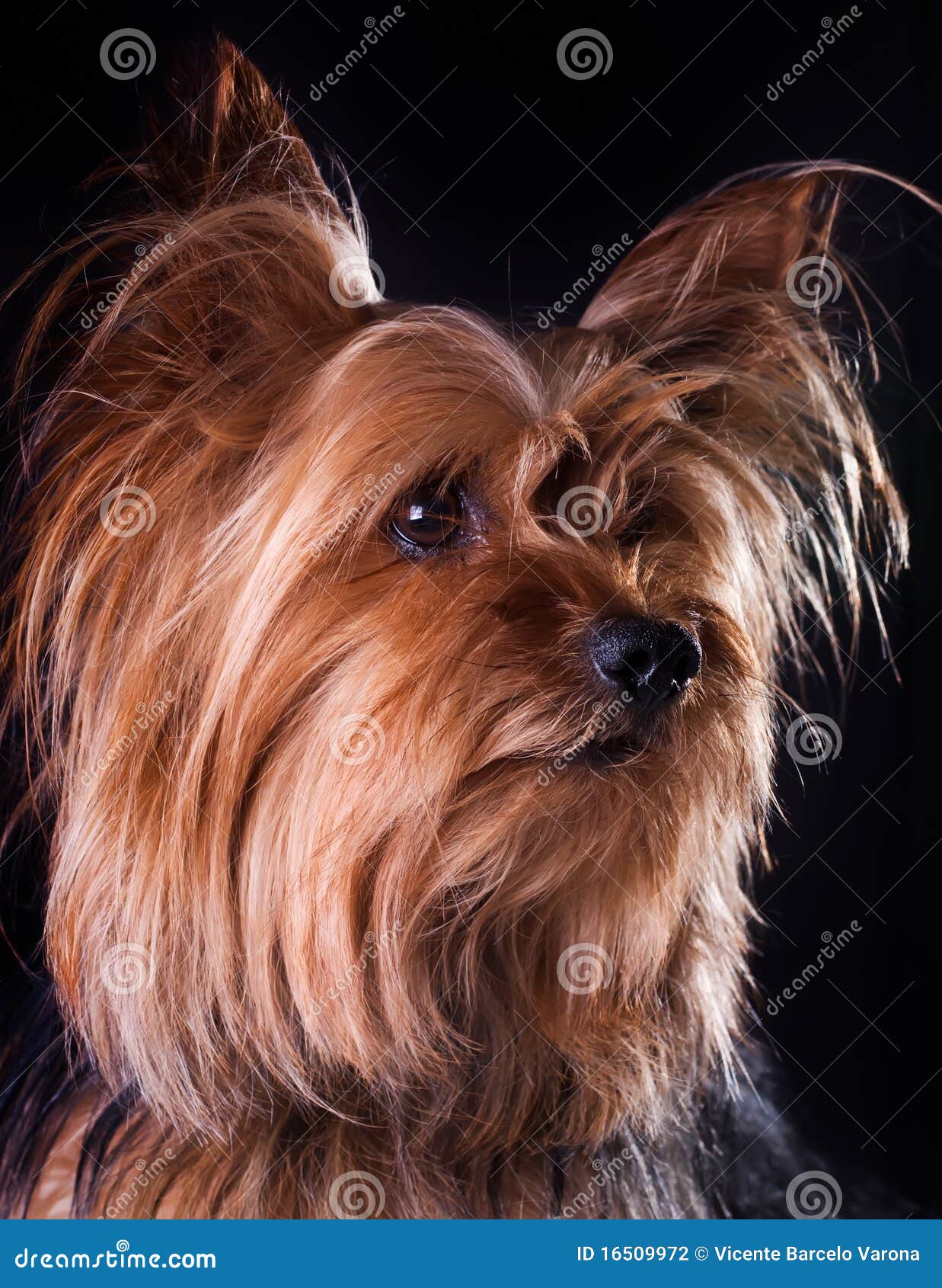 Yorkshire portrait stock photo. Image of creature, yorkshire - 16509972