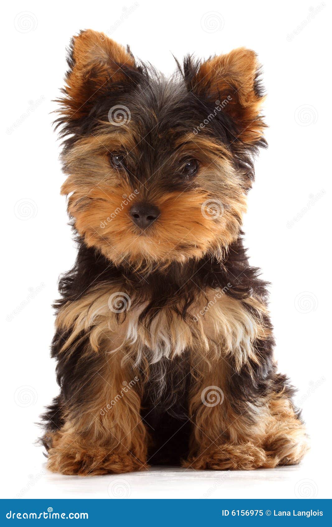 Yorkshire puppy stock image. Image of animal, yorkie, terrier - 6156975