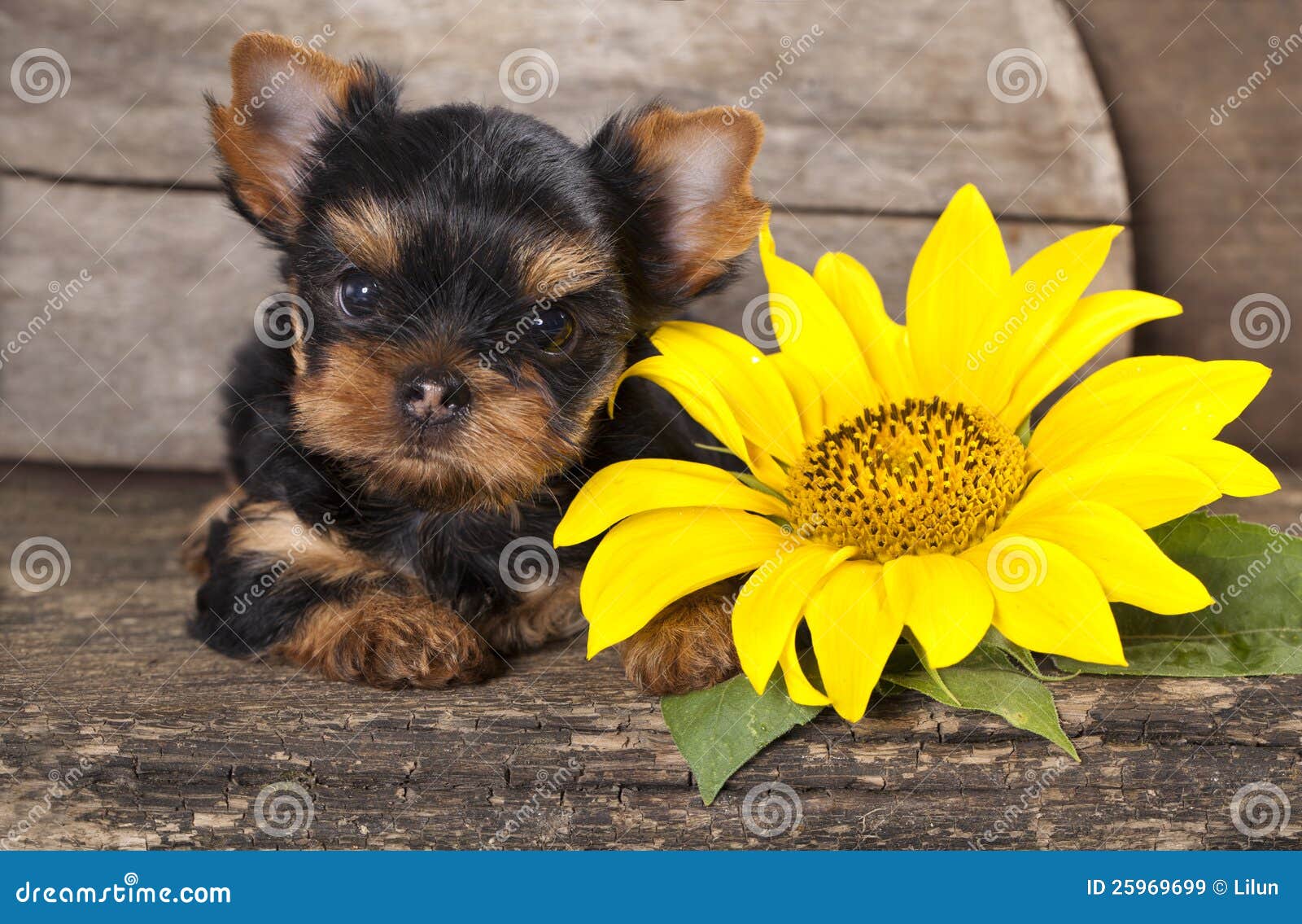 Yorkshire Puppy and Sunflower Stock Image - Image of mini, large: 25969699