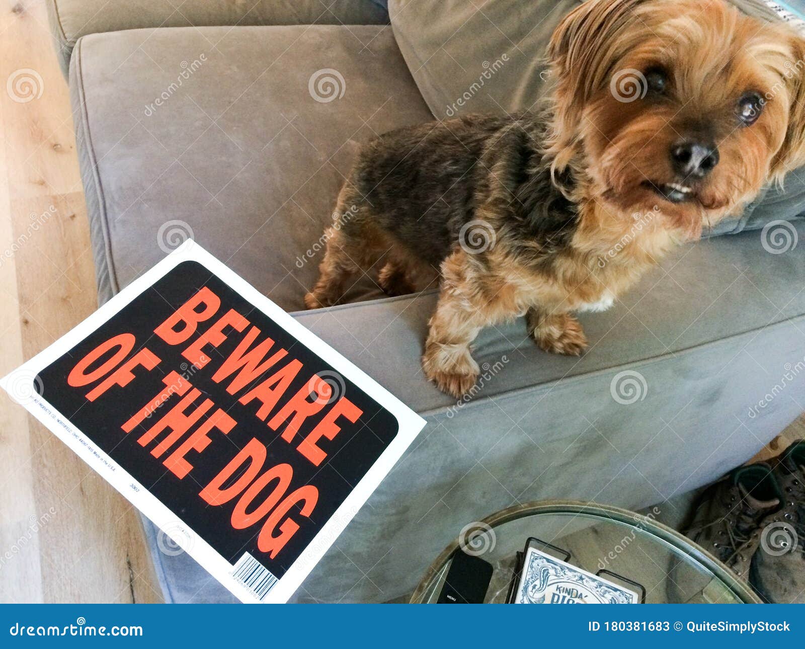 Yorkshire Small Dog Guarding Home Stock Image - Image of breed ...