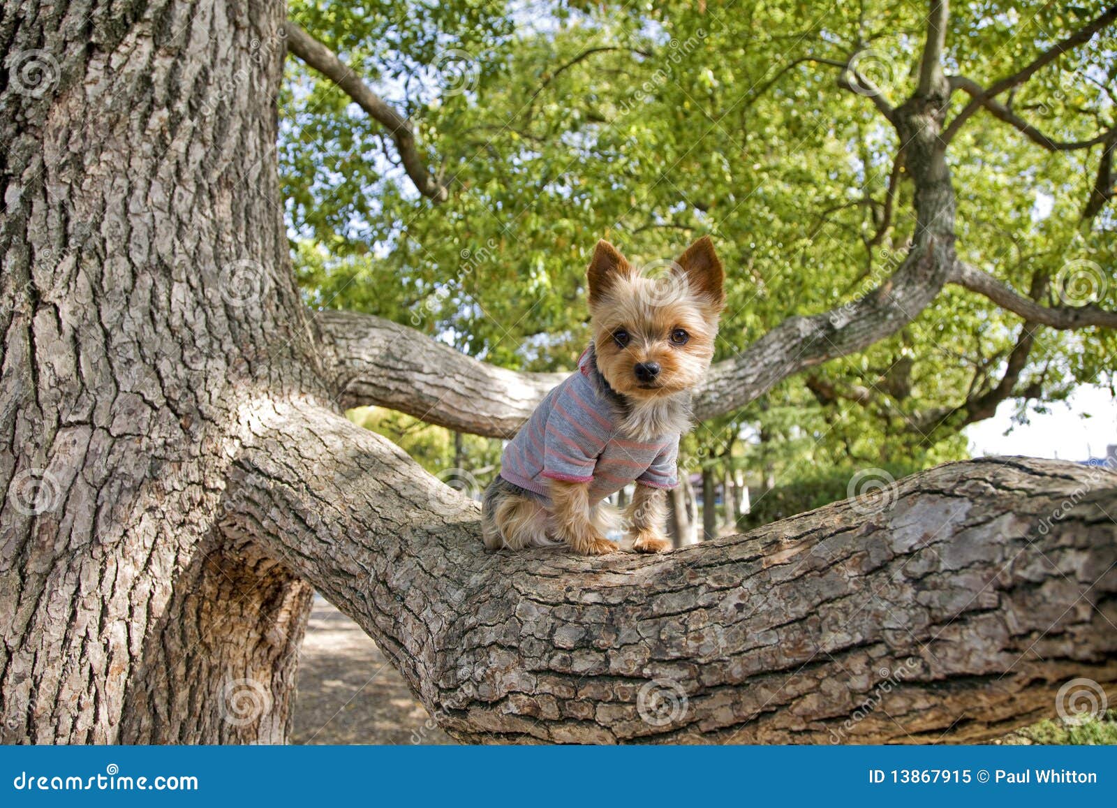 Yorkshire terrier stock image. Image of furry, interesting - 13867915