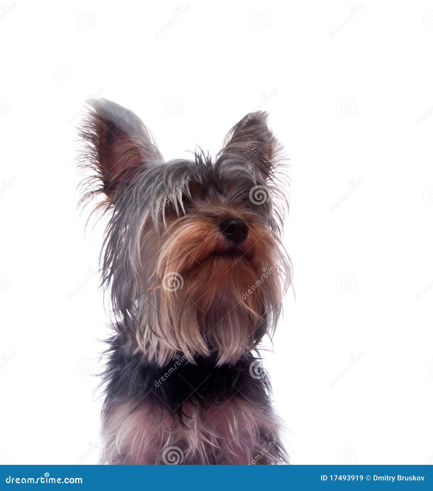 Yorkshire terrier stock image. Image of hound, nose, cheerful - 17493919