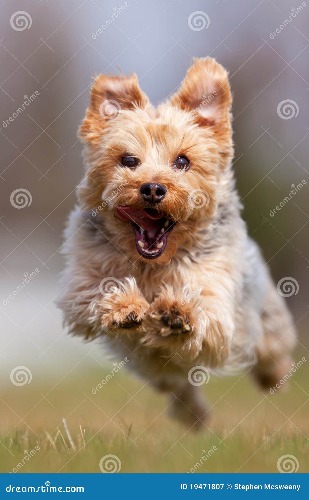 Yorkshire terrier stock image. Image of mammal, meadow - 19471807