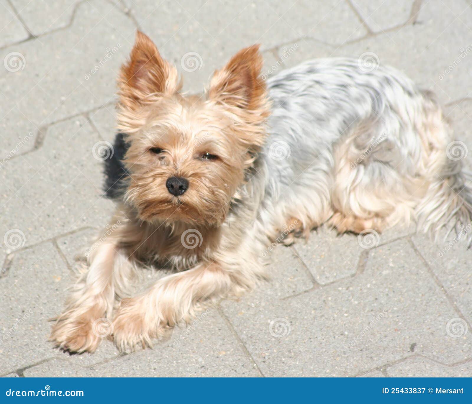 Yorkshire Terrier stock image. Image of mammals, mammal - 25433837