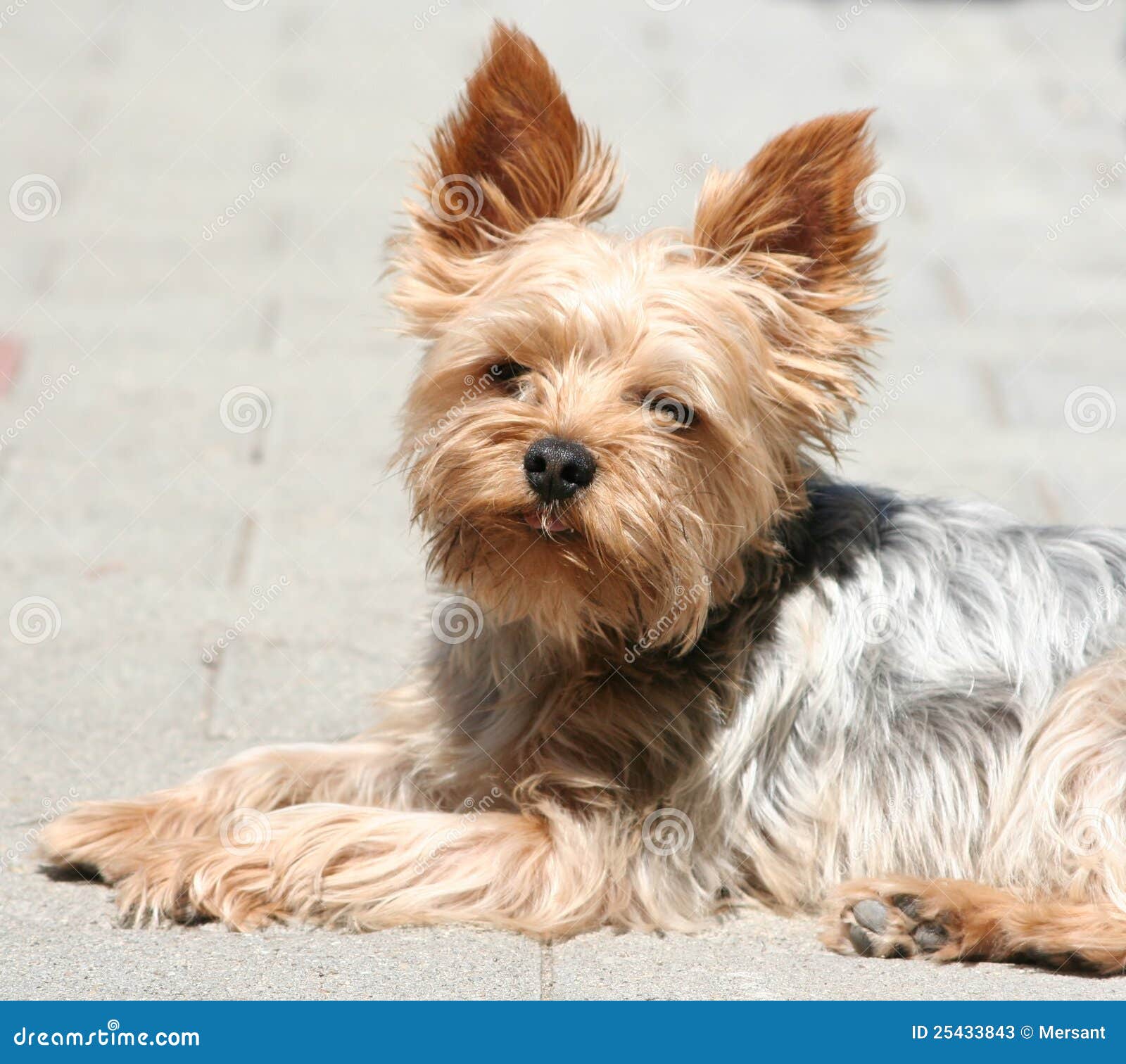 Yorkshire Terrier stock image. Image of yorkshire, mammals - 25433843