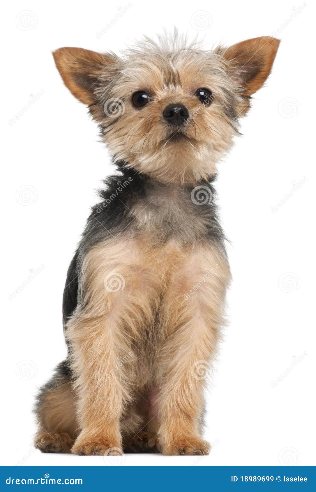 Yorkshire Terrier, 3 Years Old, Sitting Stock Image - Image of breed ...