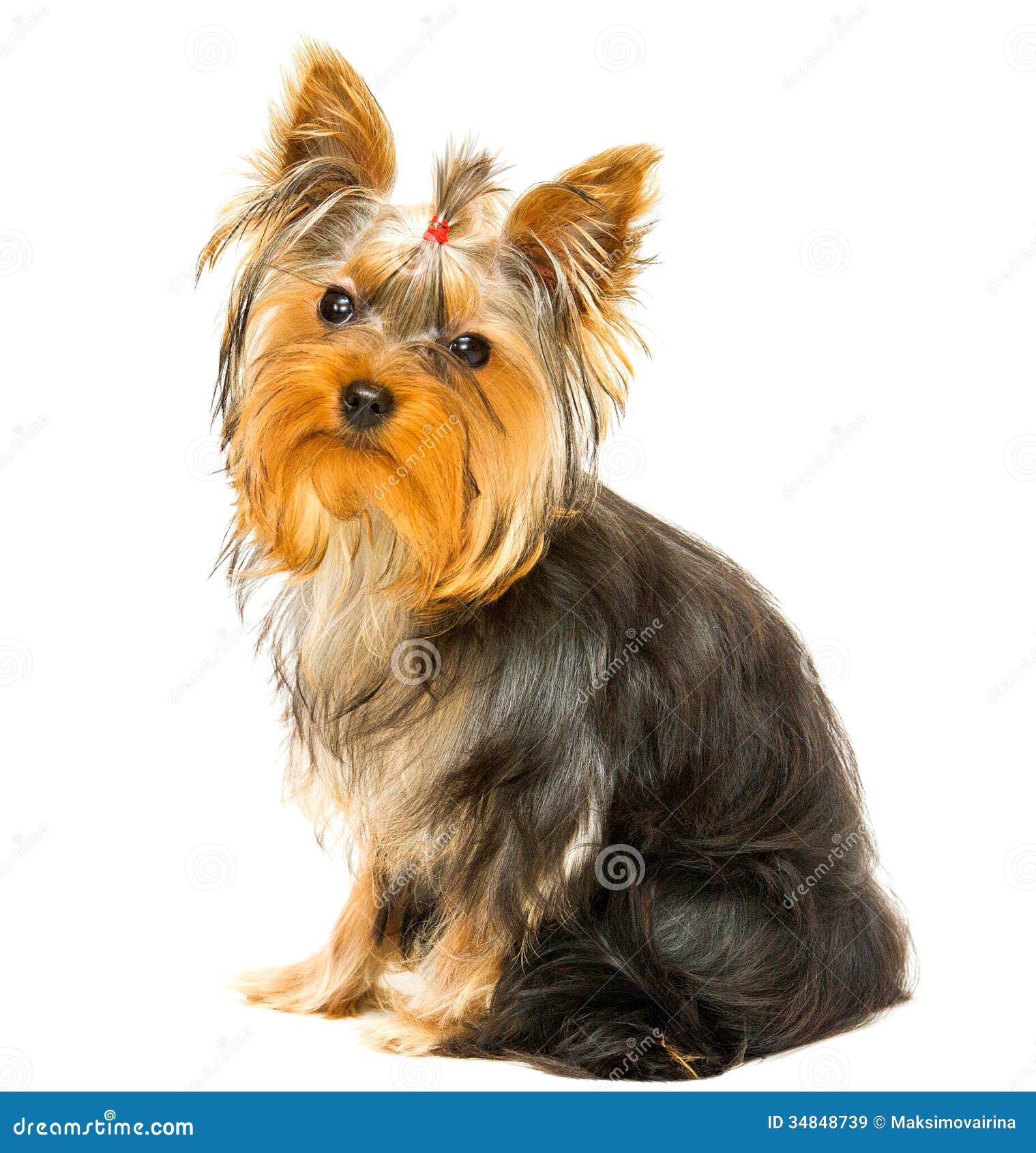 Yorkshire Terrier image stock. Image du cheveu, drôle - 34848739
