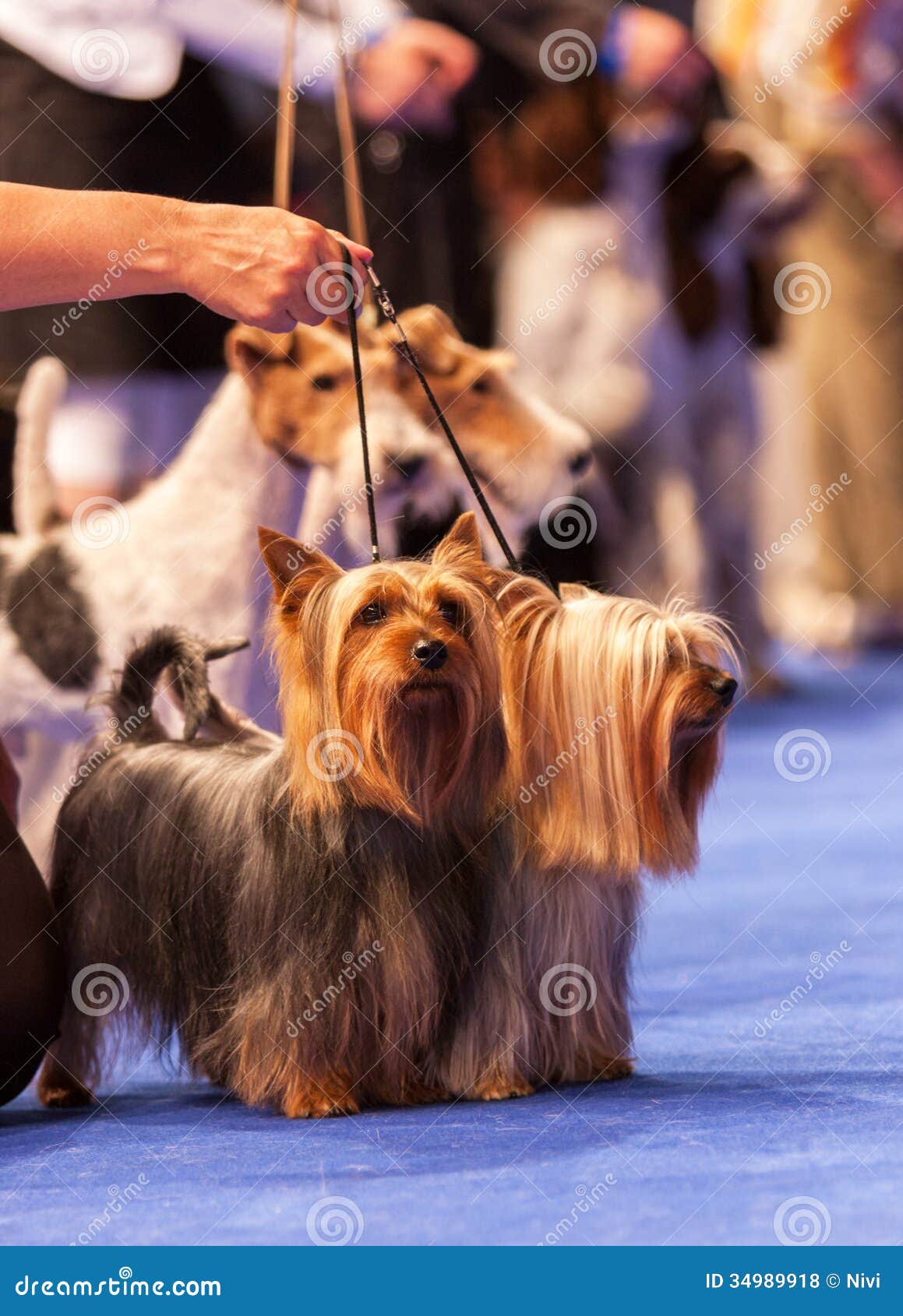 Yorkshire Terrier foto de archivo. Imagen de casta, aterrador - 34989918