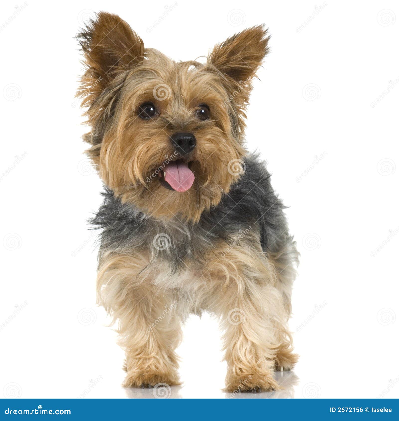 Yorkshire-Terrier (4 Jahre) Stockfoto - Bild von haar, yorkie: 2672156