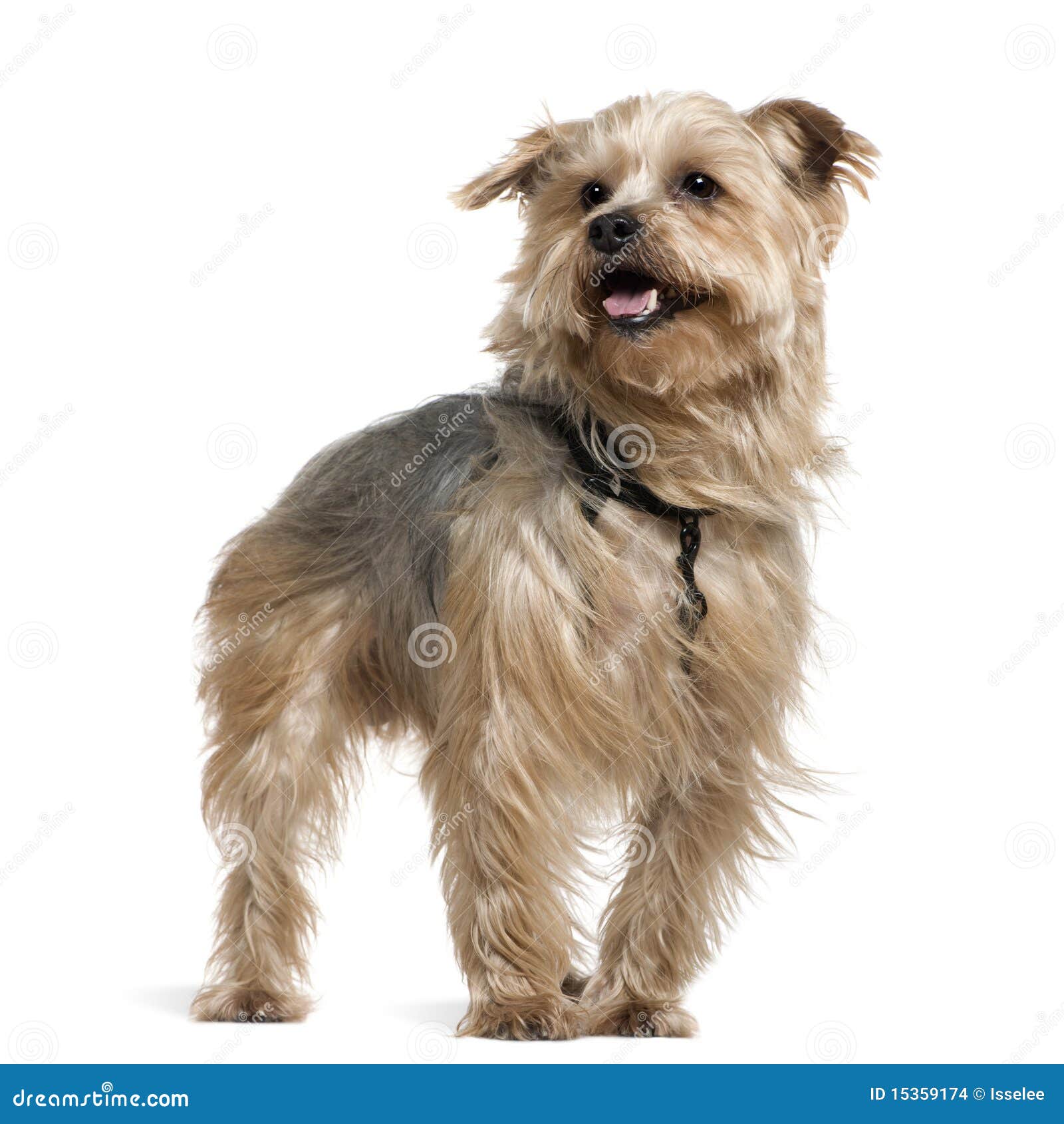 Yorkshire Terrier, 4 Years Old, Standing Stock Photo - Image of open ...
