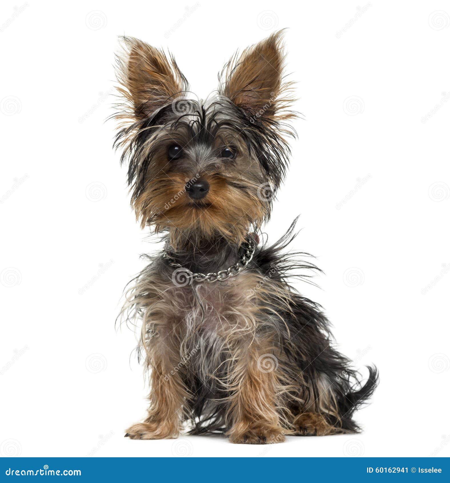 Yorkshire Terrier imagen de archivo. Imagen de caras - 60162941