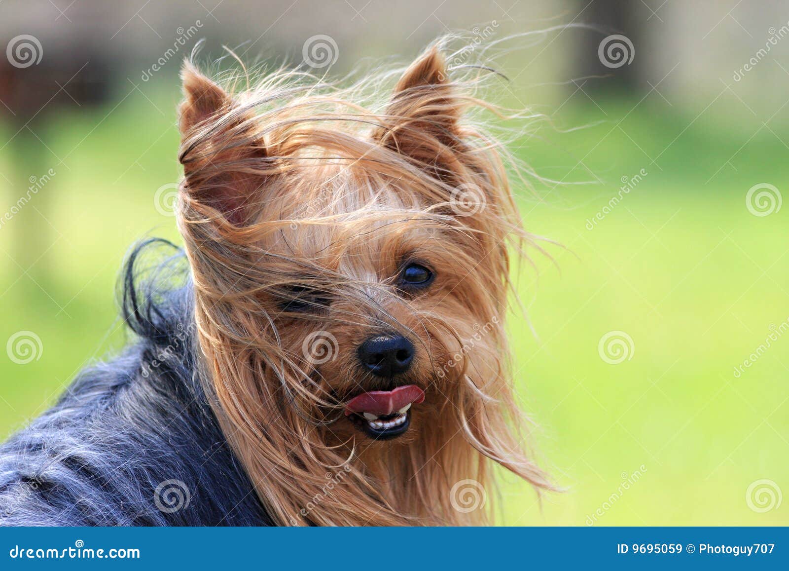 Yorkshire terrier stock image. Image of adorable, head - 9695059