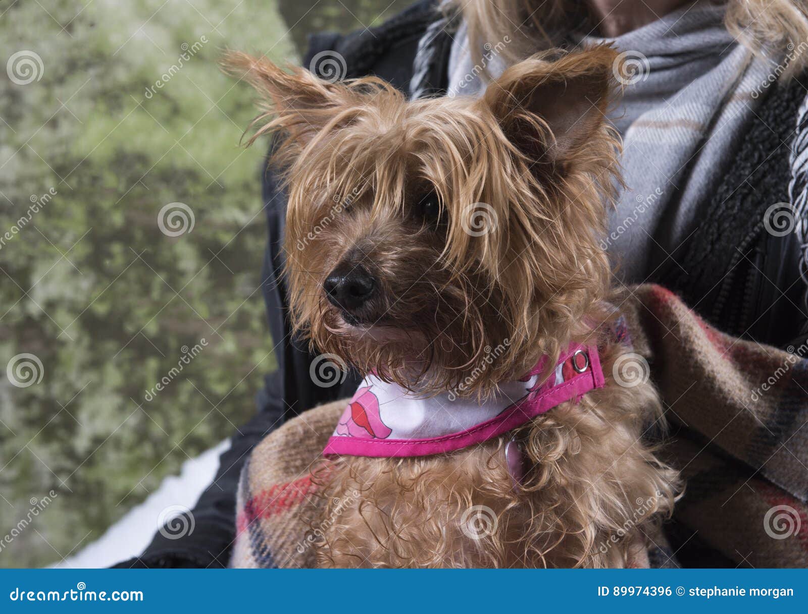 Yorkshire Terrier Abandoned Outdoors Stock Photo - Image of assistance ...
