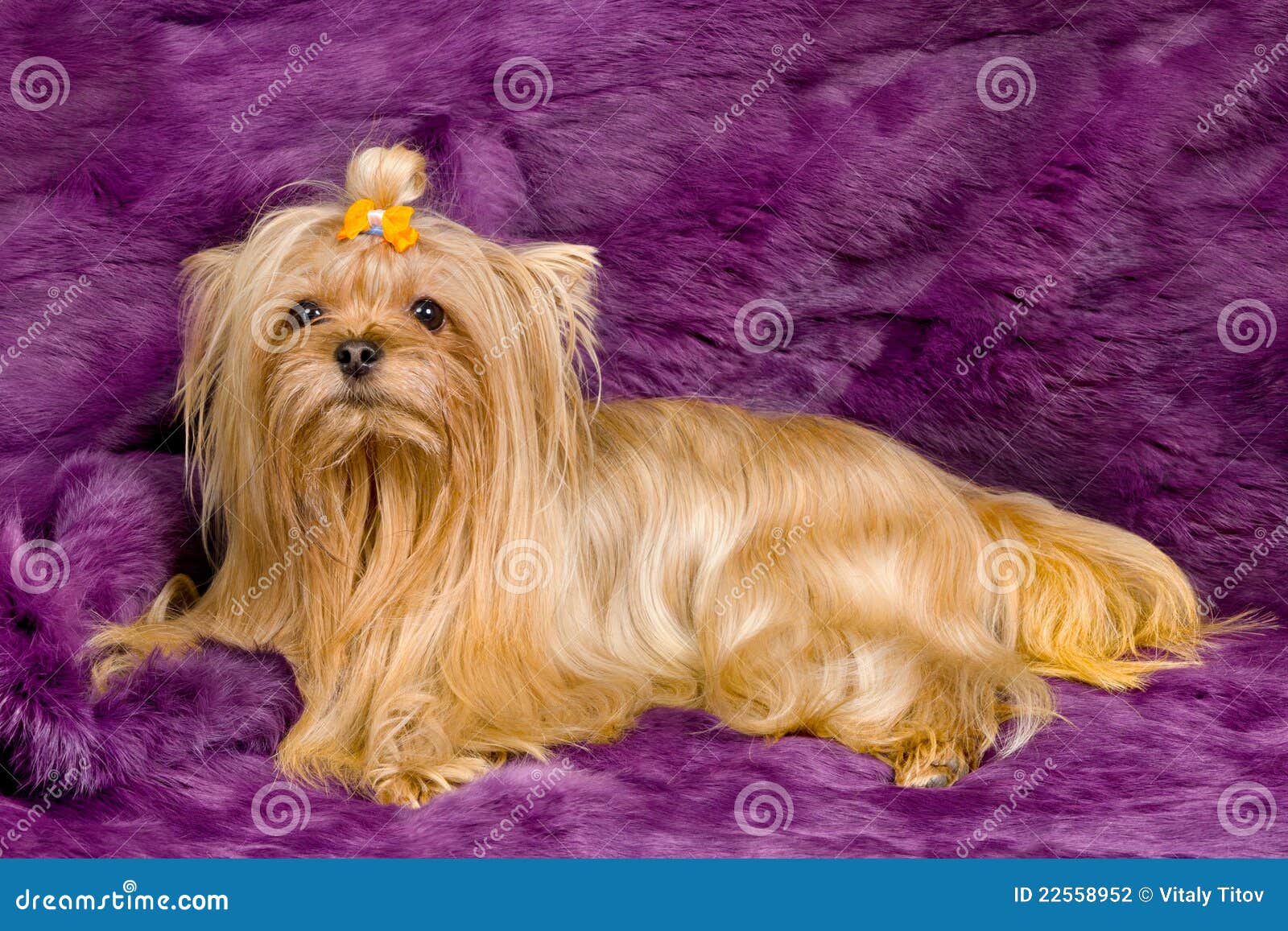 Yorkshire Terrier Against Furry Background Stock Photo - Image of ...