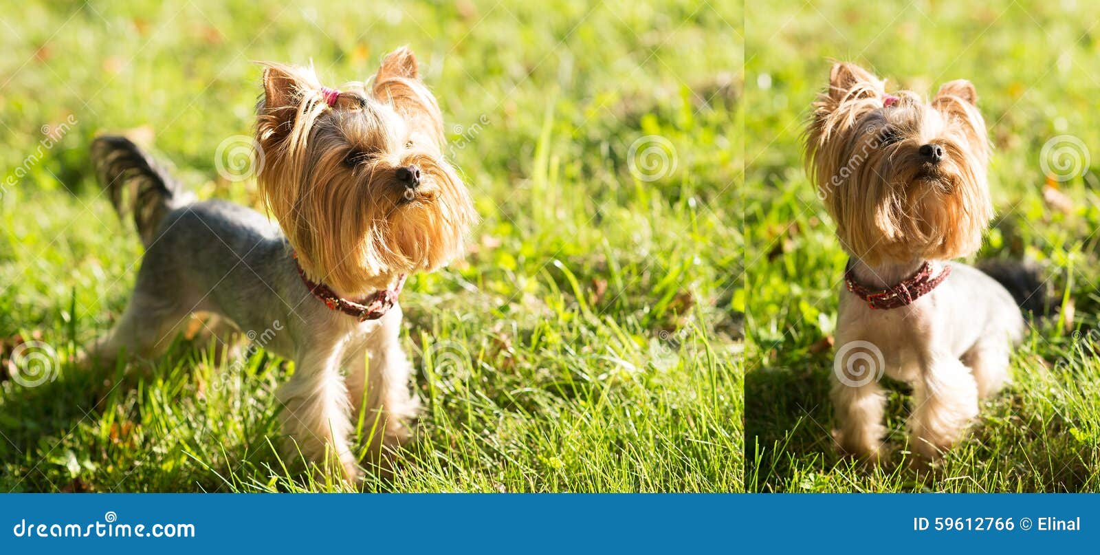 Yorkshire Terrier, Animale Domestico Amichevole, Piccolo Cane ...