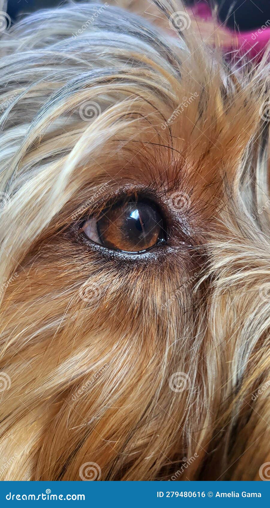 Yorkshire Terrier Baby Eyes Stock Photo - Image of looking, model ...