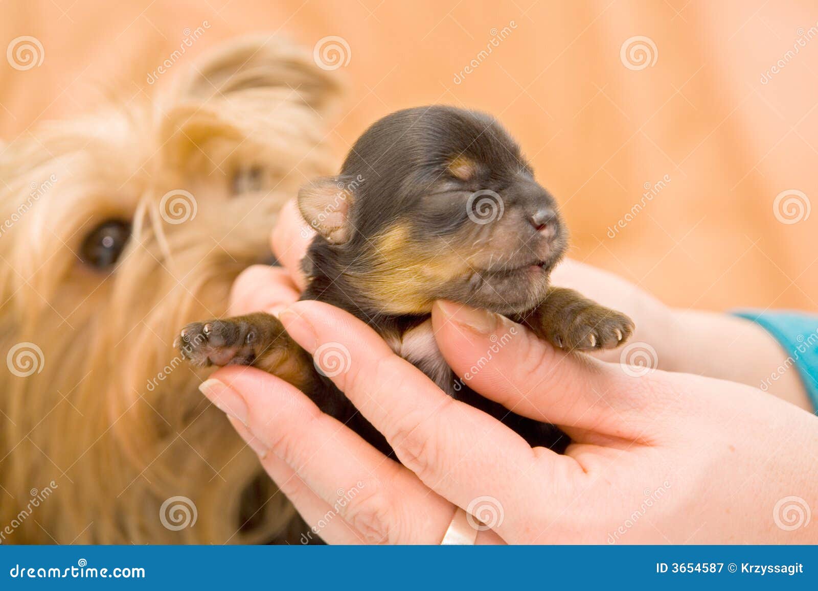 Yorkshire Terrier Baby Pup Stock Photos - Download 502 Royalty Free Photos