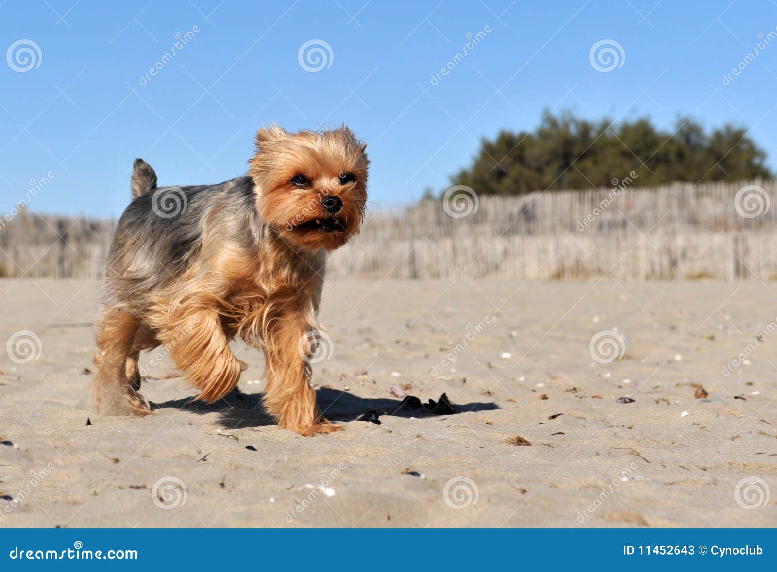 Yorkshire Terrier on a Beach Stock Image - Image of cute, terrier: 11452643