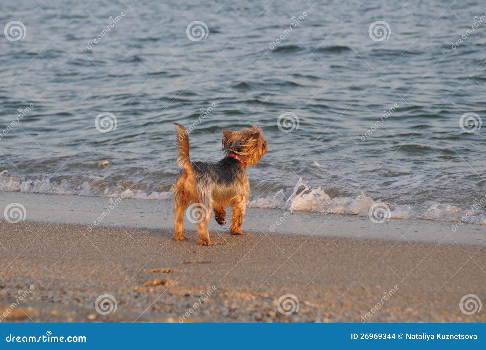 Yorkshire Terrier on the Beach Stock Photo - Image of purebred, wave ...