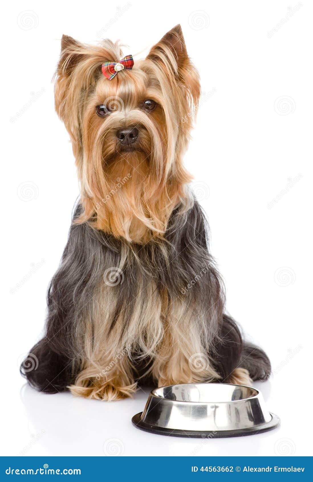 Yorkshire Terrier Begging for Food. Looking at Ca Stock Photo - Image ...