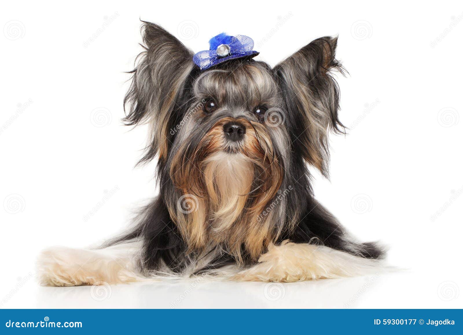 Yorkshire Terrier Biewer York Stock Image - Image of fluffy, blue: 59300177