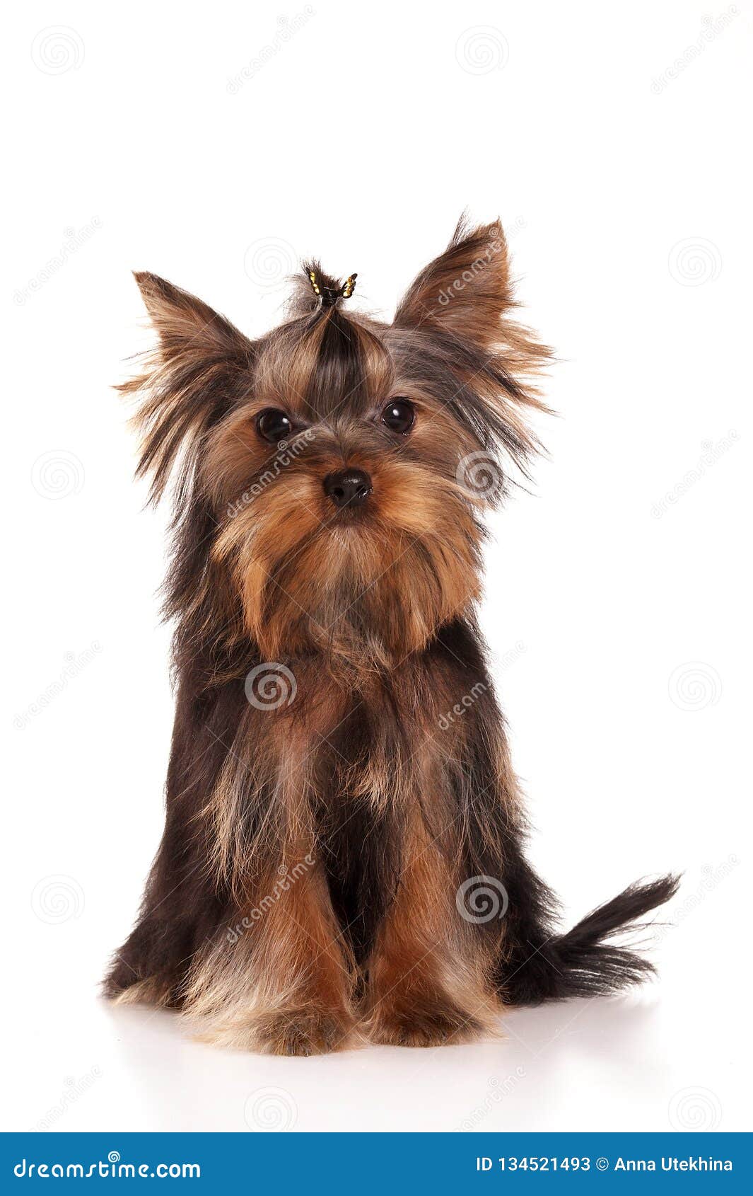 Yorkshire Terrier with a Bow Stock Image - Image of adorable, pedigreed ...