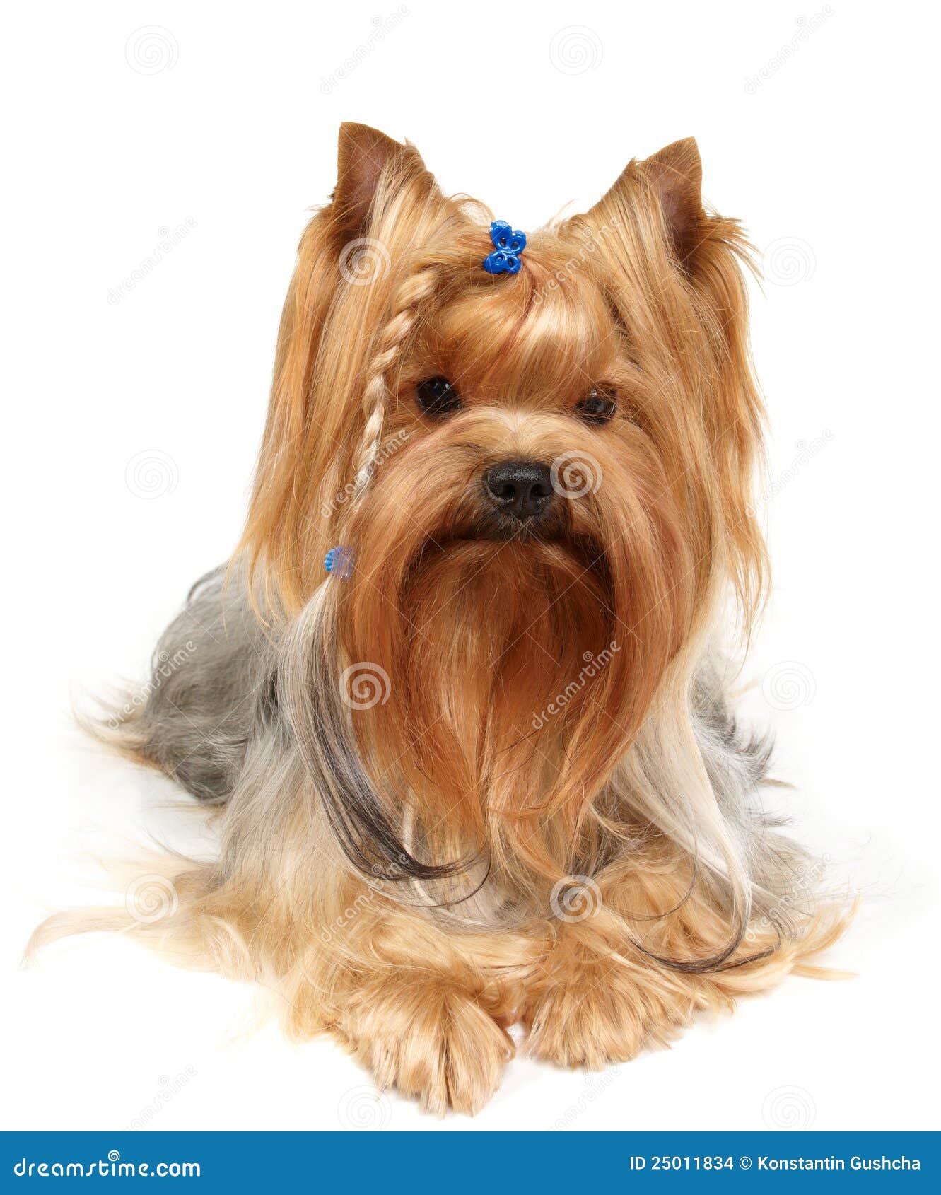 Yorkshire Terrier with Braid Stock Photo - Image of decorate, hairpin ...
