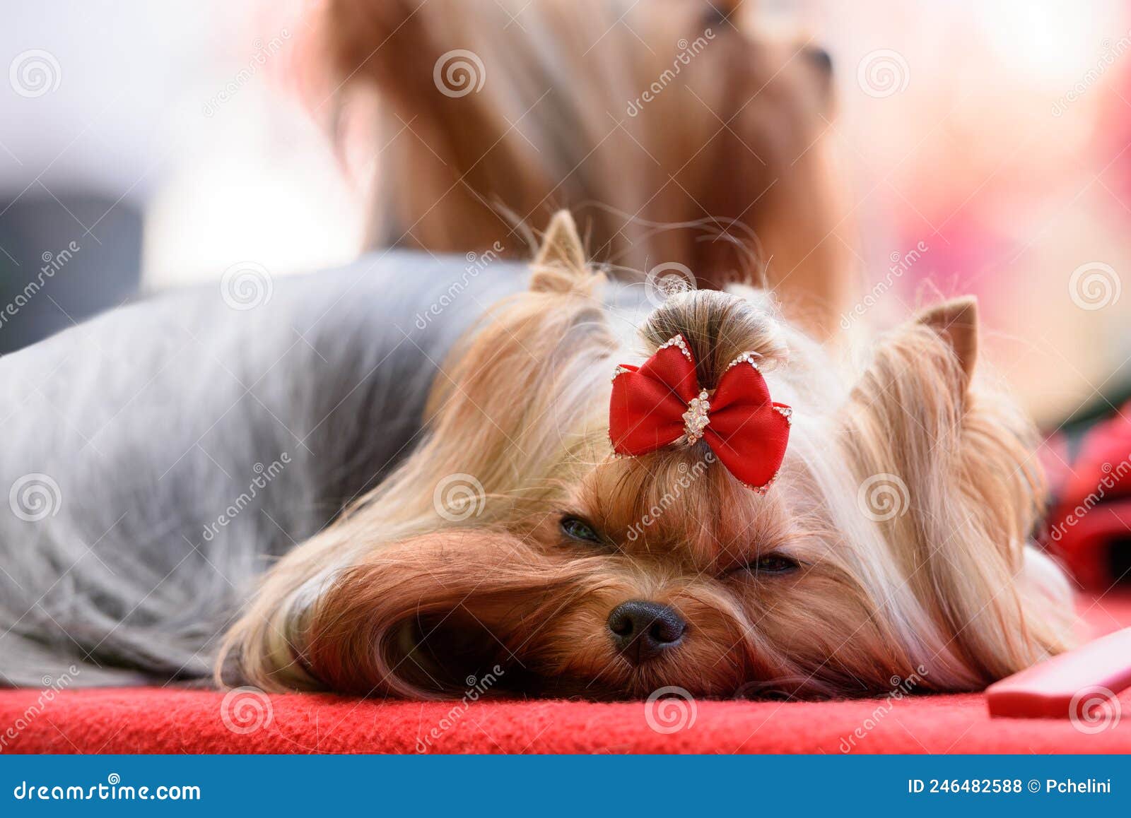 A Yorkshire Terrier Breed Dog is Napping on a Red Bedding. Stock Photo ...