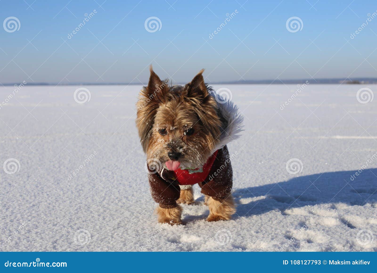 Yorkshire Terrier in Bright Winter Clothes on Ice on a Sunny Day Stock ...
