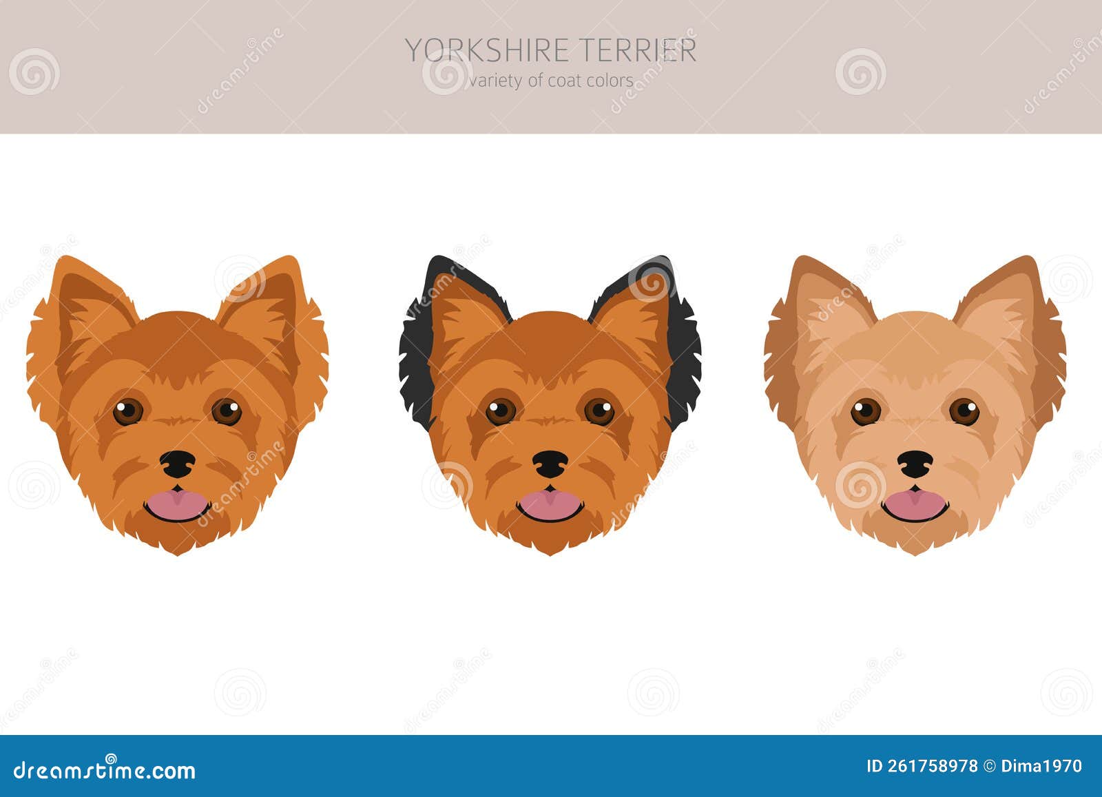 Yorkie Coats And Colors