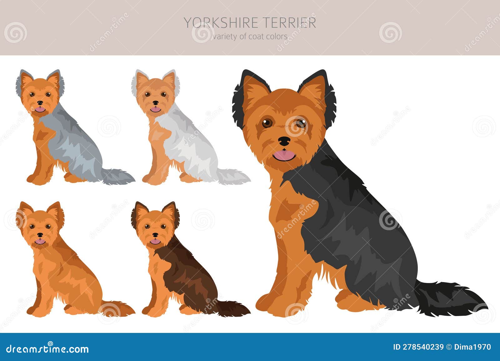 Yorkie Coats And Colors