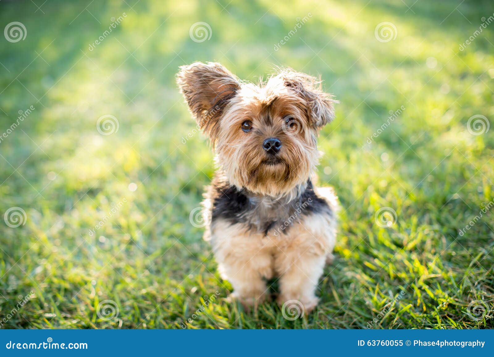 Yorkshire terrier stock image. Image of beautiful, adorable - 63760055