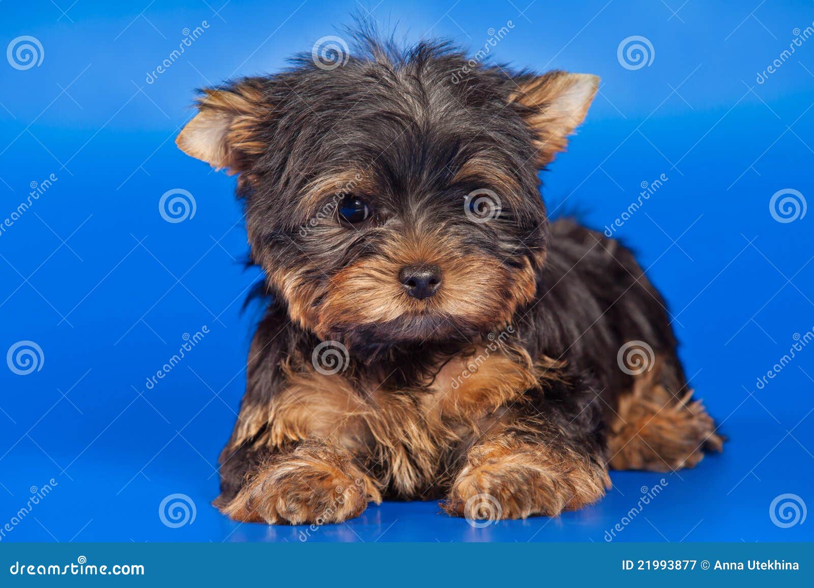 Yorkshire Terrier dog stock image. Image of carnivore - 21993877