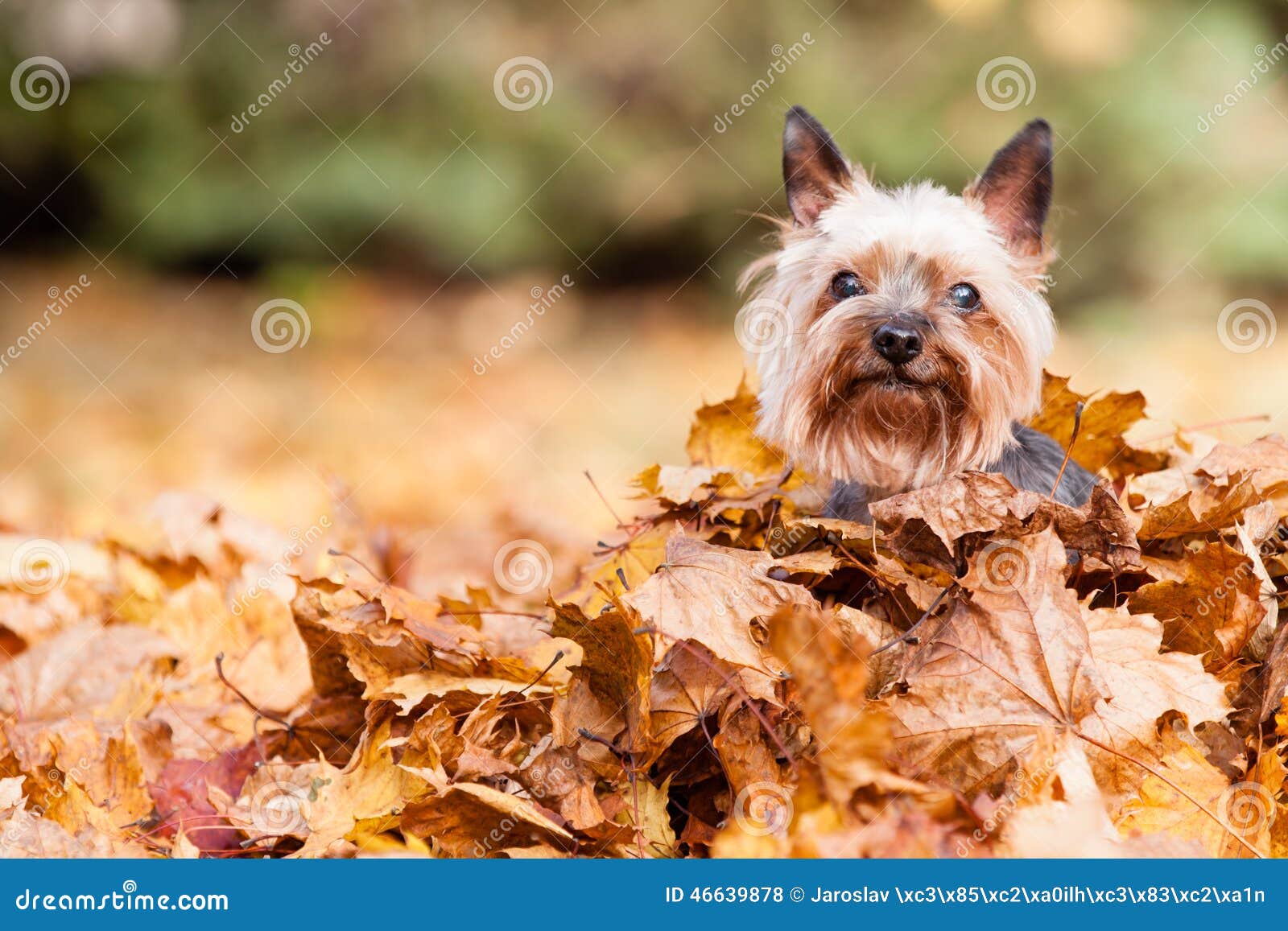 Yorkshire terrier Dog stock photo. Image of domestic - 46639878