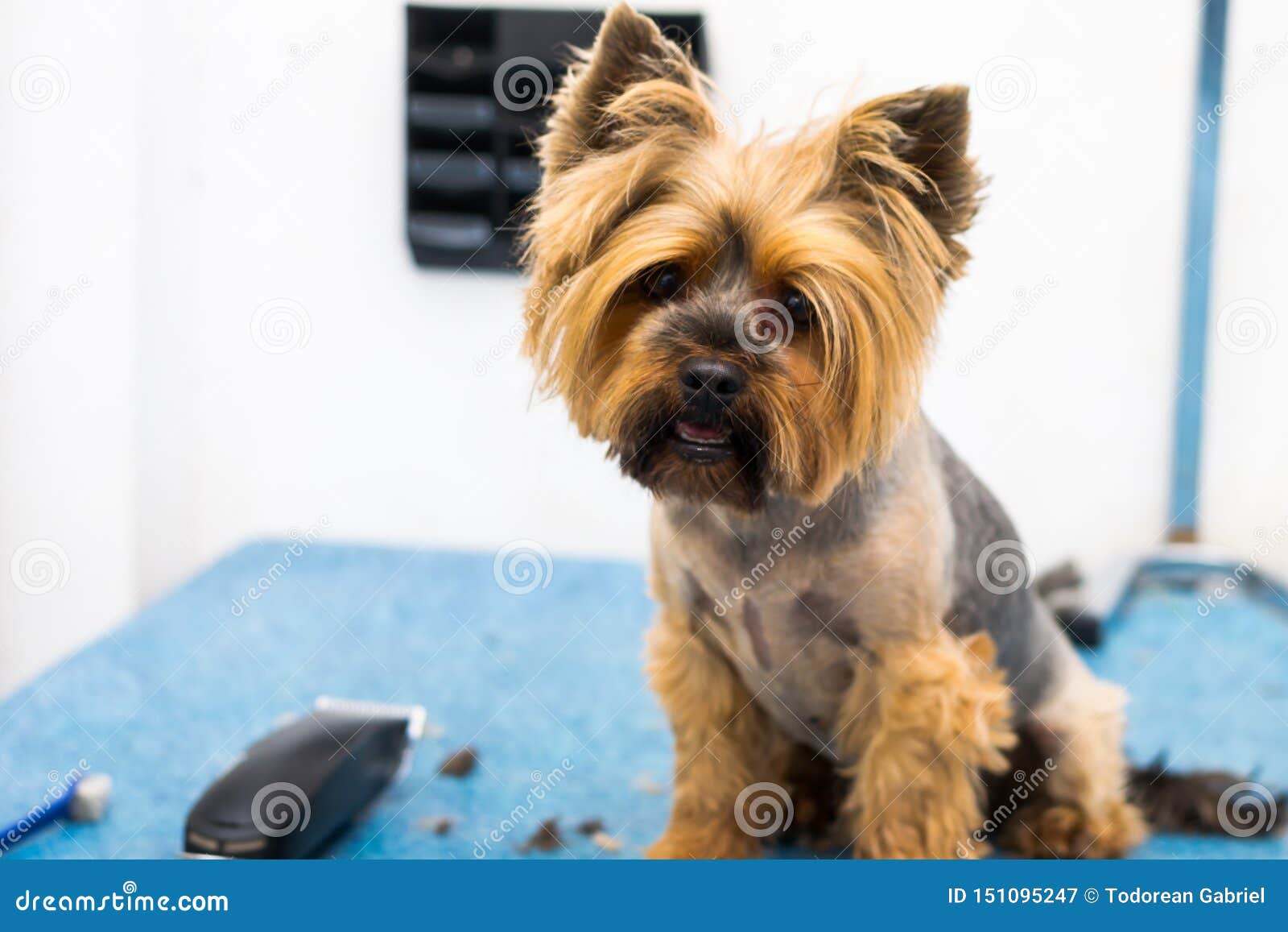 Yorkshire Terrier Dog Breed Grooming Stock Image - Image of yorkshire ...