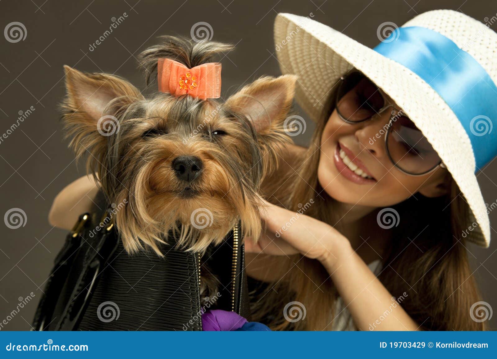 Yorkshire Terrier Dog Intending To Attack Stock Image - Image of ...