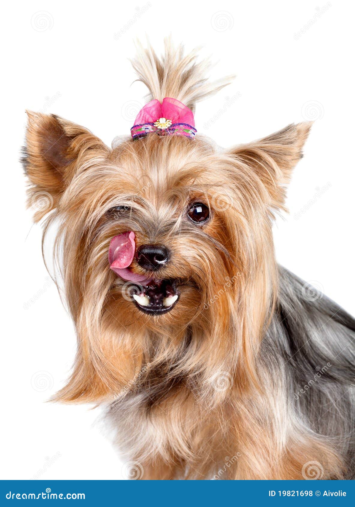 Yorkshire Terrier Dog Licking Its Nose Stock Photo - Image of mammal ...