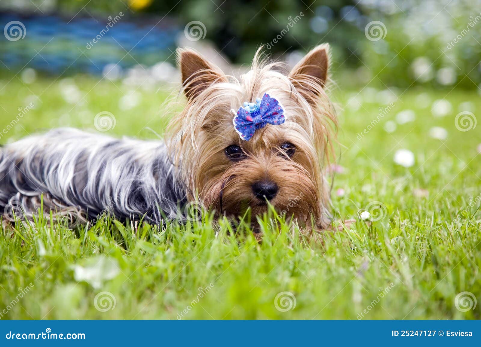 Yorkshire Terrier Dog with Ribbon Stock Image - Image of mini, puppy ...