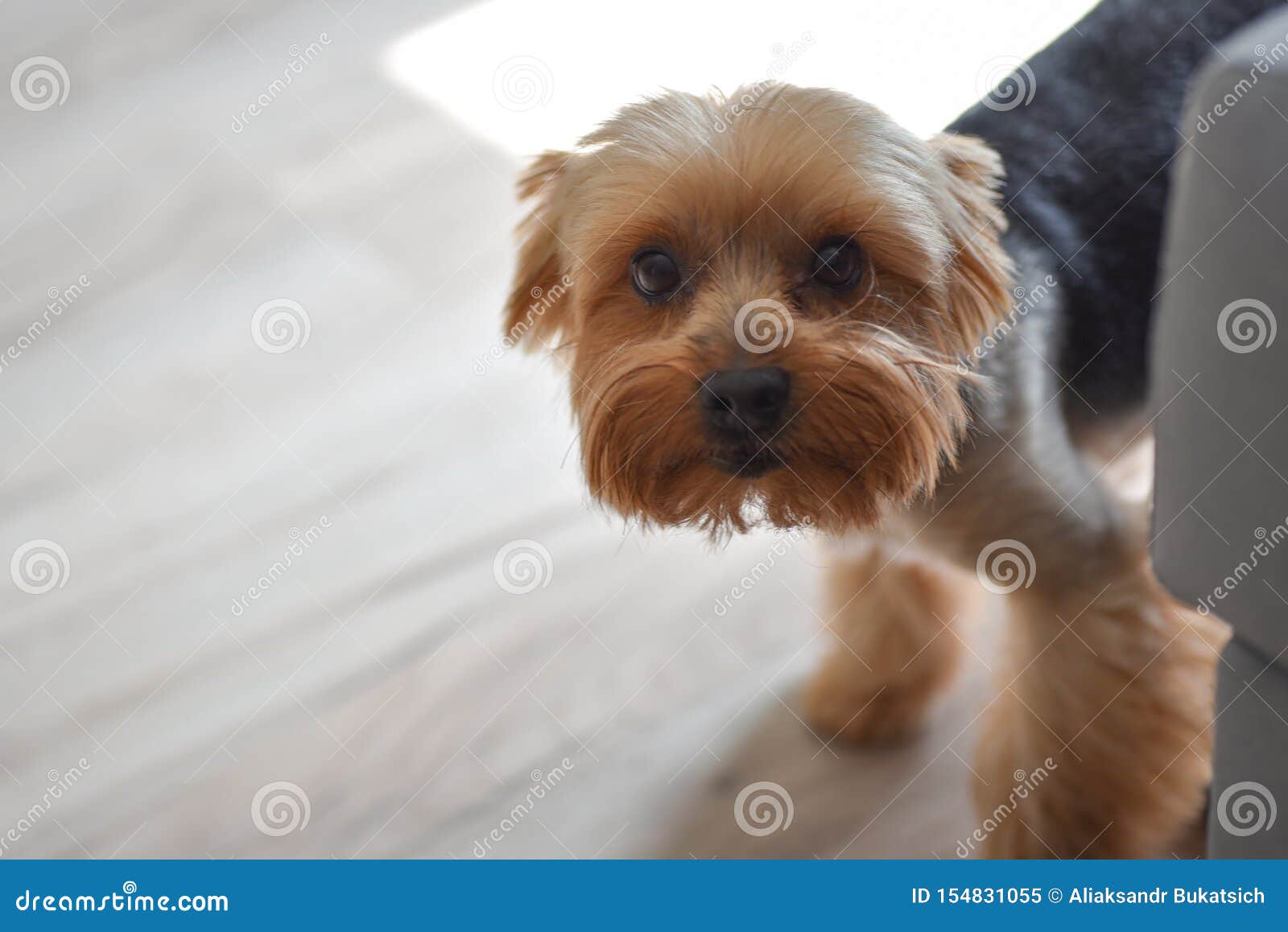 Yorkshire Terrier Dog Scared and Hiding in the Room Stock Image - Image ...