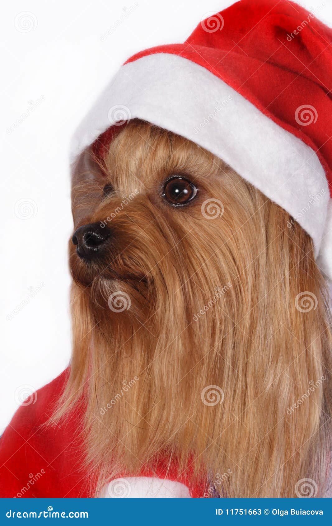 Yorkshire Terrier Dog Wearing Santa Hat Stock Image - Image of ...