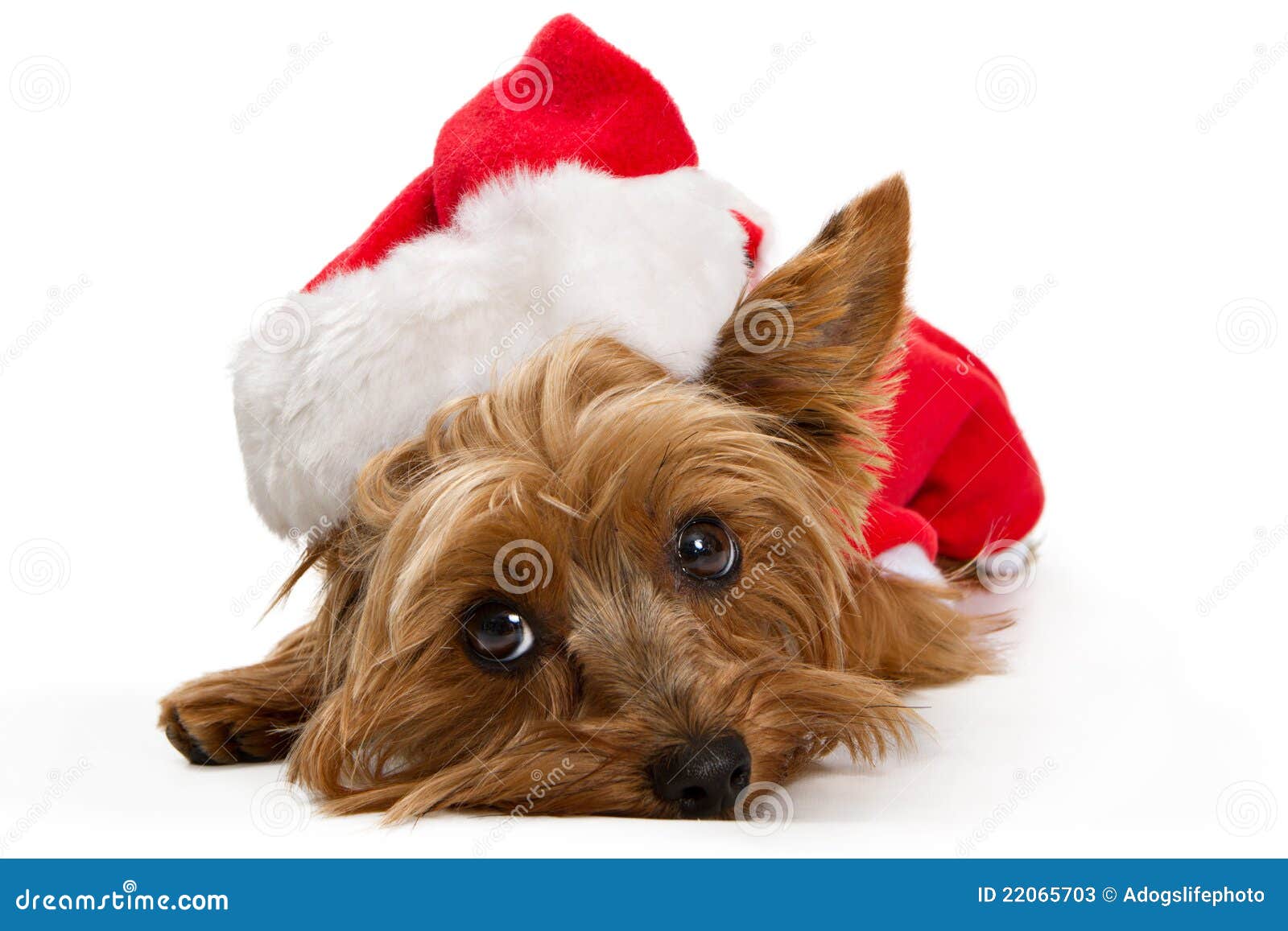 Yorkshire Terrier Dog Wearing Santa Hat Stock Image - Image of chritmas ...
