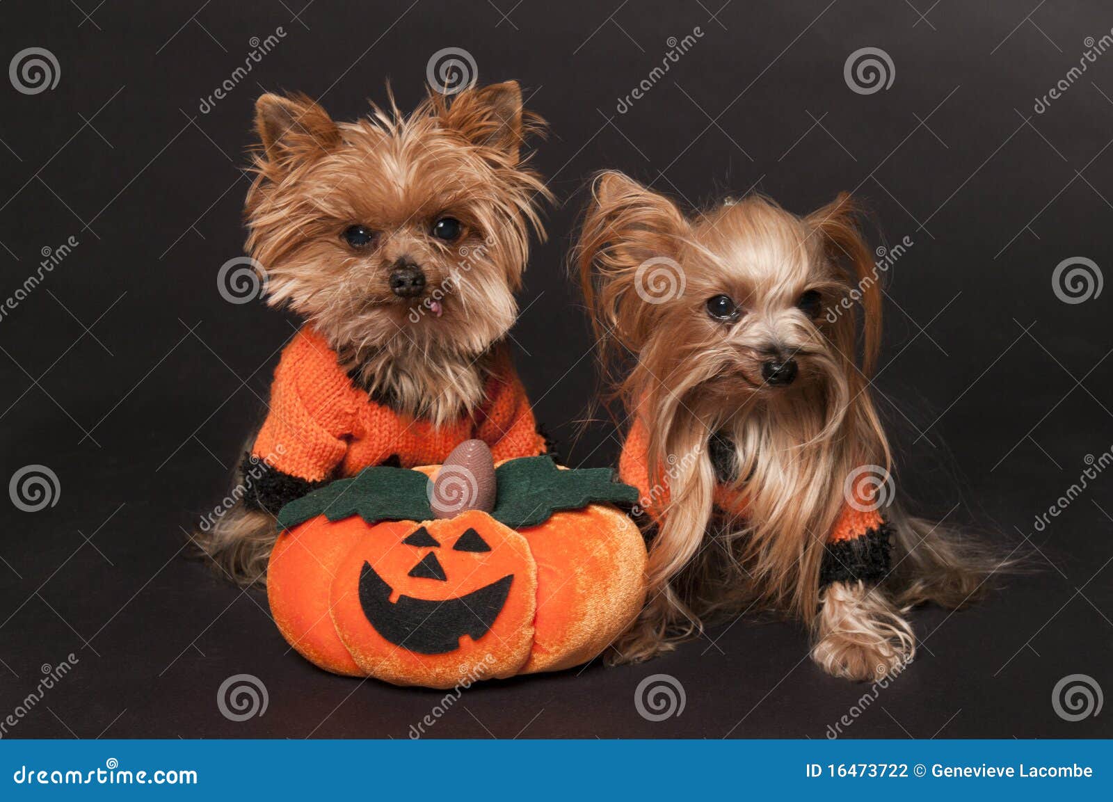 Yorkshire terrier dogs stock photo. Image of canine, fall - 16473722