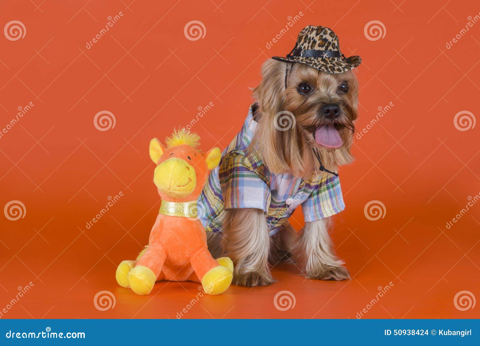 Yorkshire Terrier Dressed As a Cowboy Stock Photo - Image of orange ...