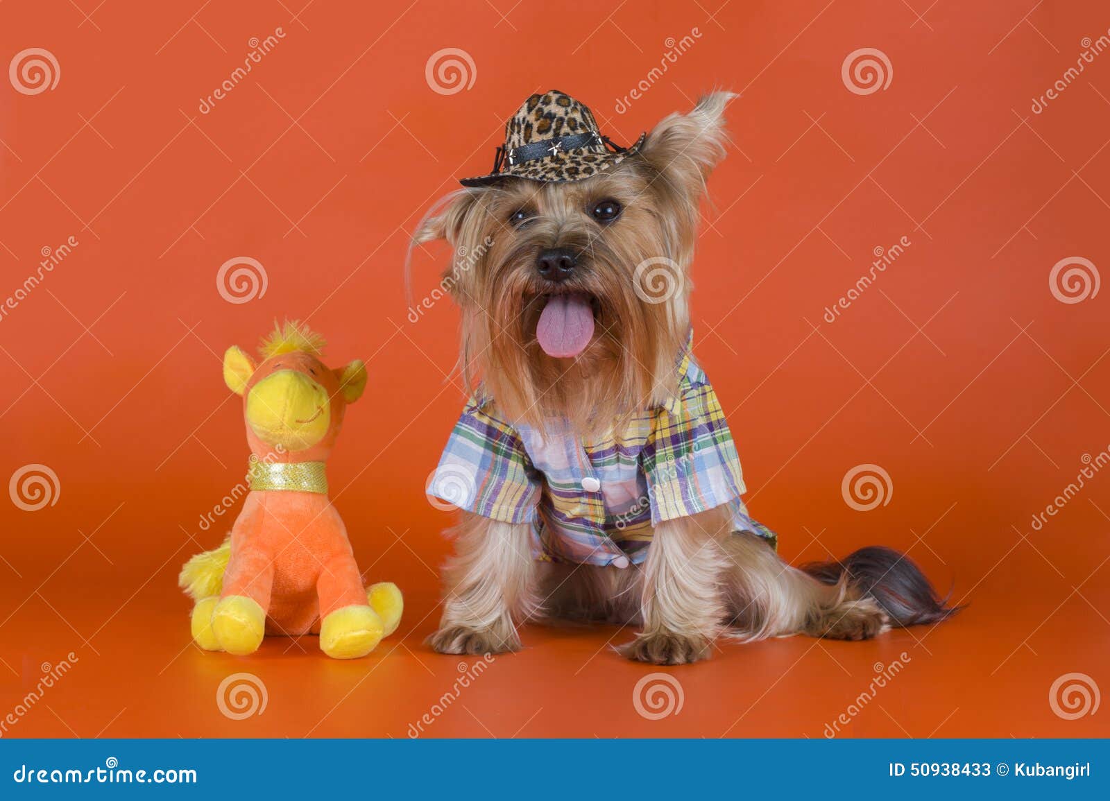 Yorkshire Terrier Dressed As a Cowboy Stock Image - Image of toddler ...