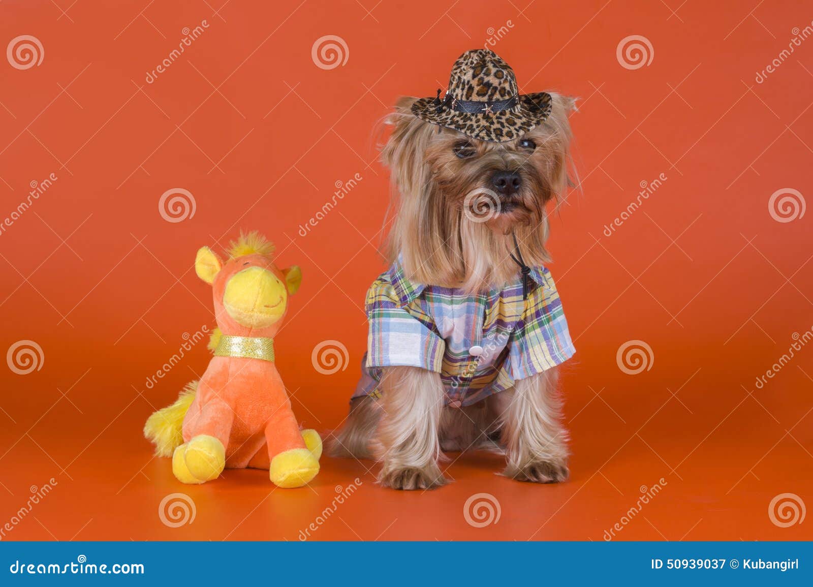 Yorkshire Terrier Dressed As a Cowboy Stock Image - Image of yorkshire ...